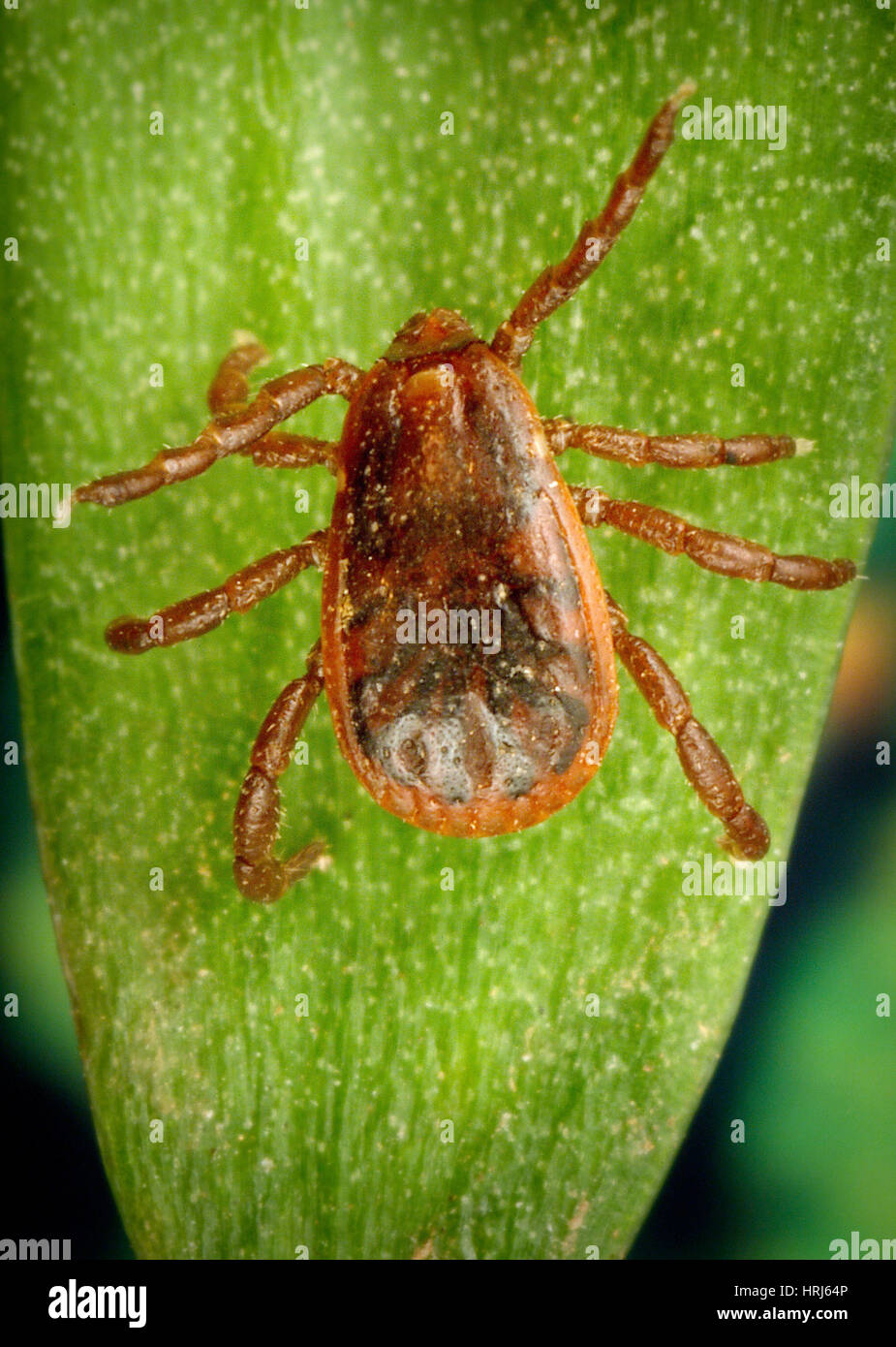 East coast fever cattle hi-res stock photography and images - Alamy