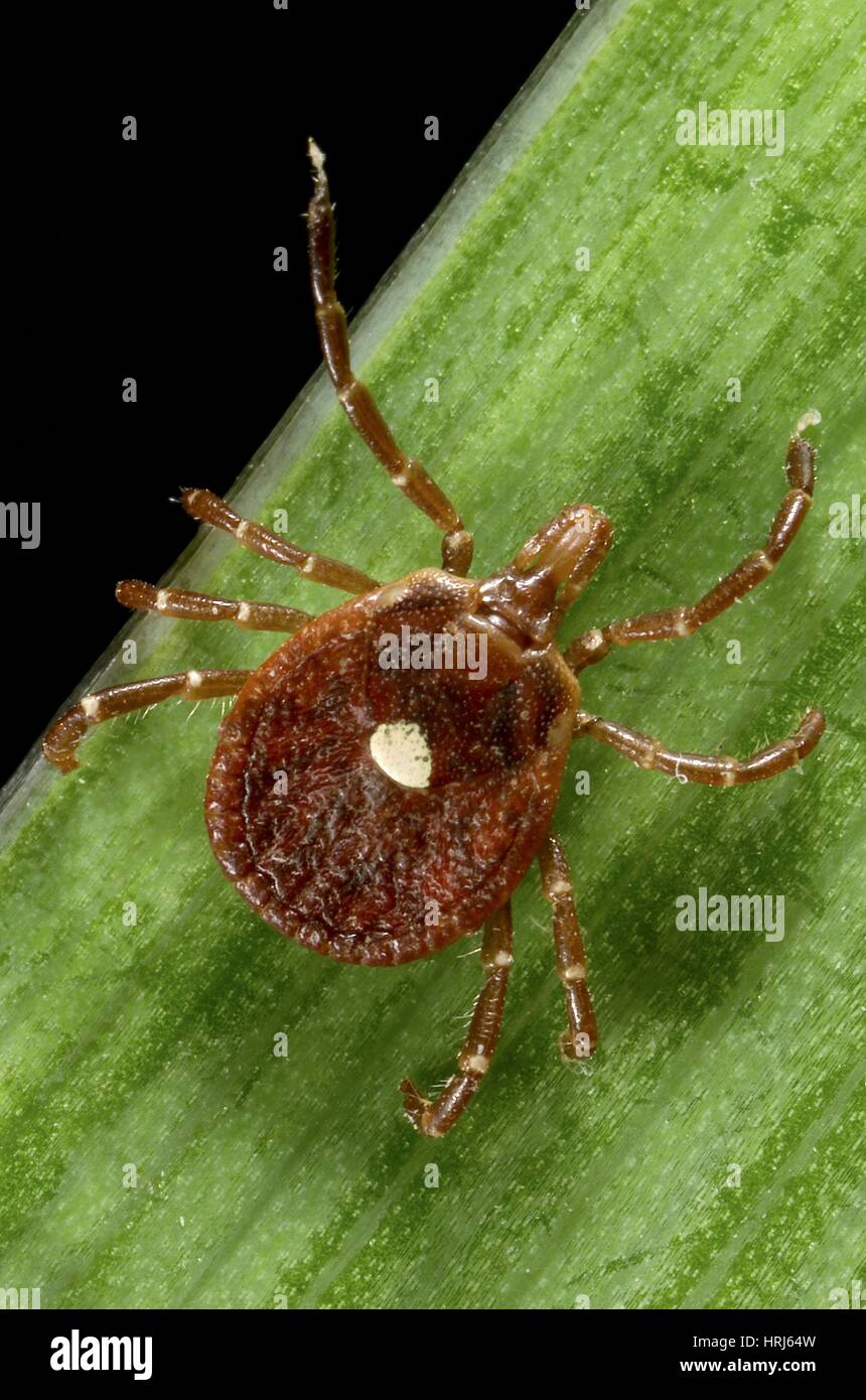 Lone Star Tick Female Stock Photo - Alamy