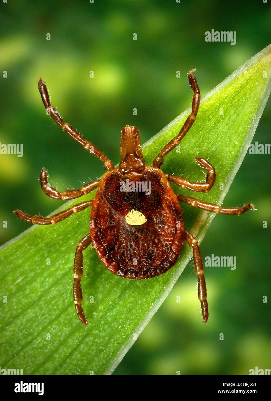 Female Lone Star Tick Stock Photo - Alamy