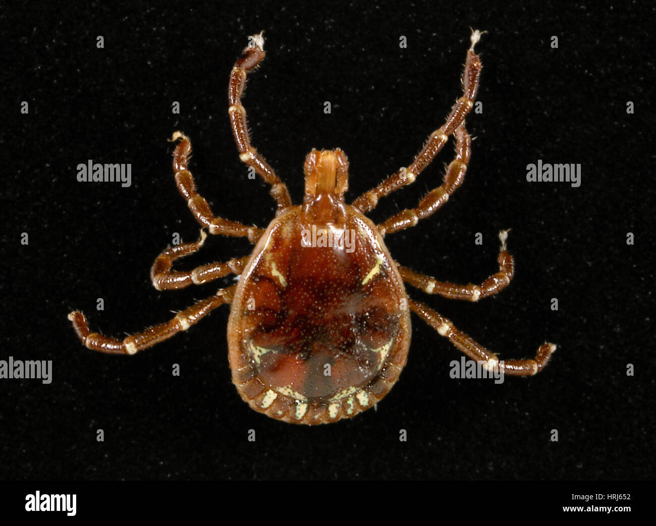 Male animal vectors hi-res stock photography and images - Alamy