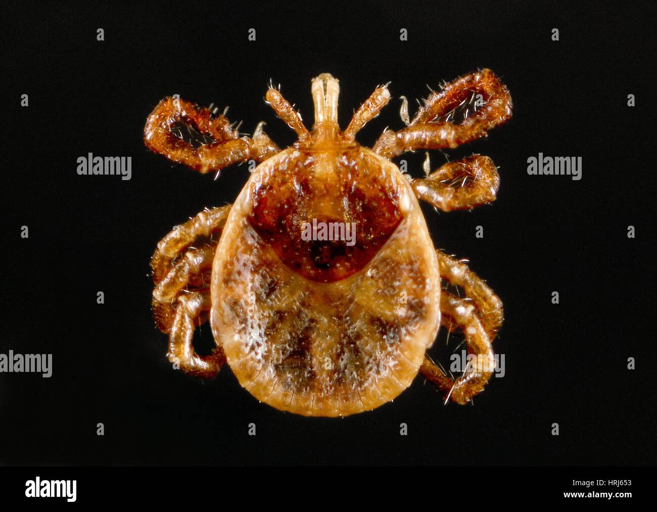 Lone Star Tick Nymph Stock Photo - Alamy