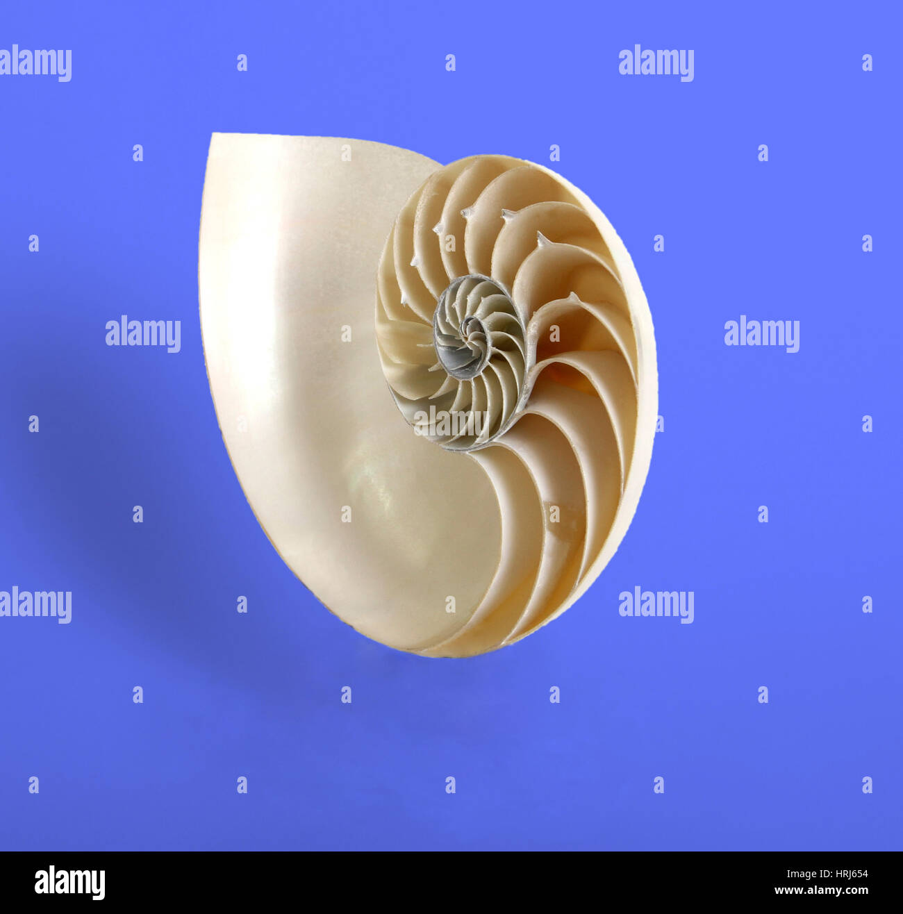 Patterns in shell hi-res stock photography and images - Alamy