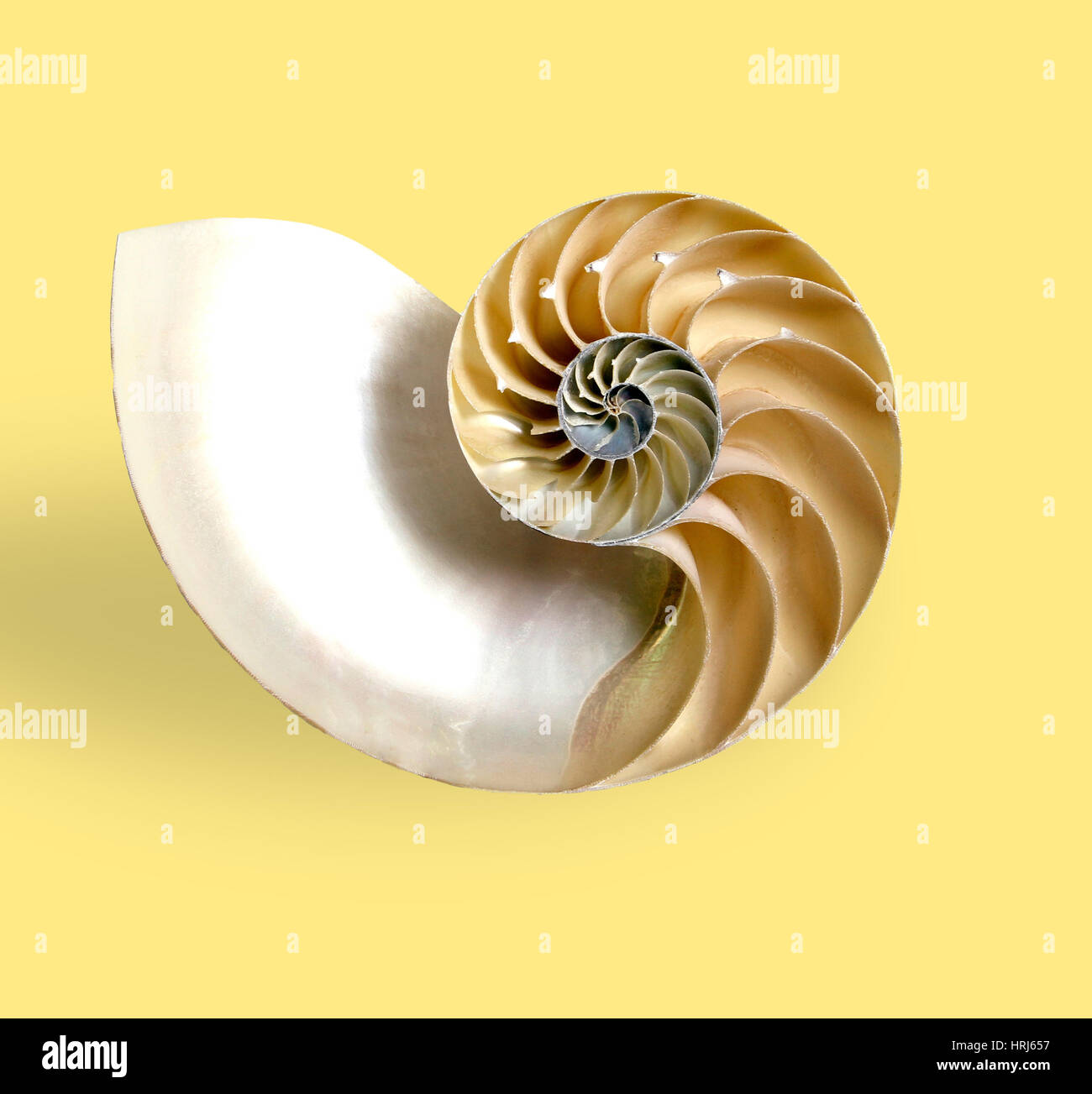 Patterns in shell hi-res stock photography and images - Alamy