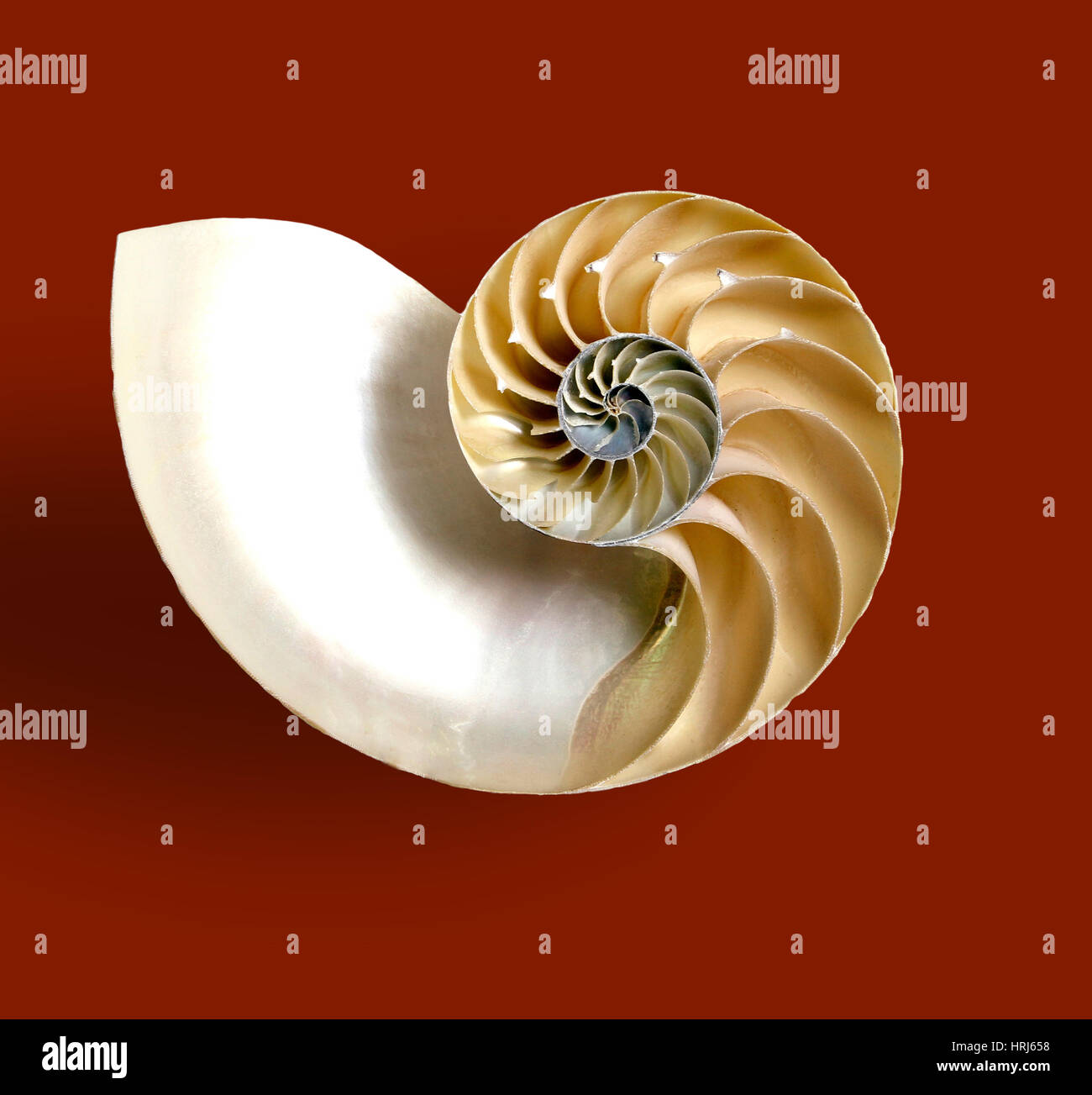 Sea shell patterns hi-res stock photography and images - Alamy