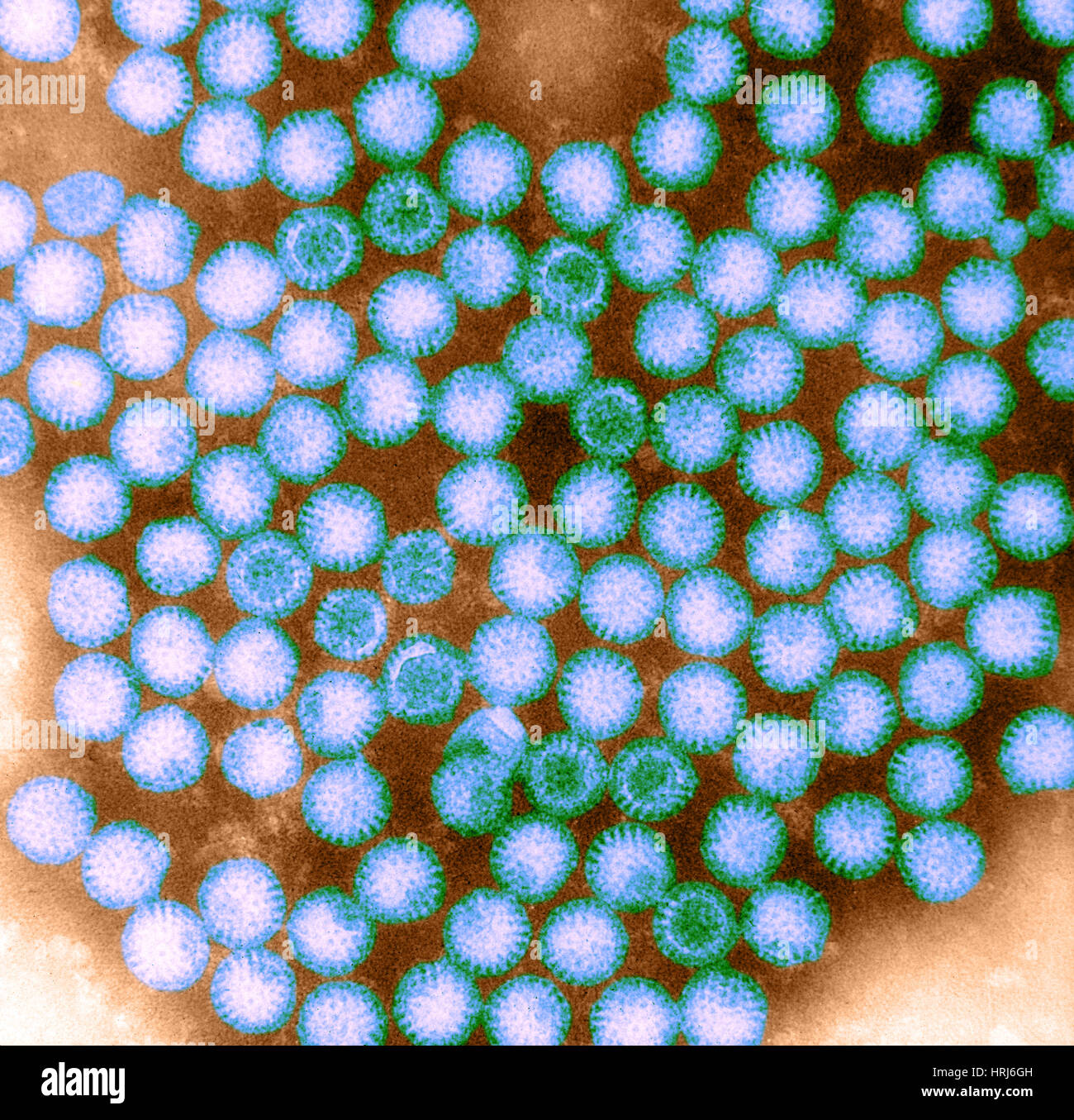 Micrograph virology hi-res stock photography and images - Alamy
