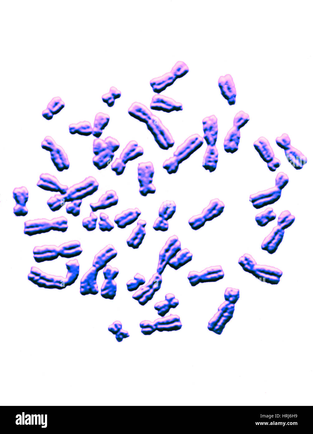 Normal female karyotype Stock Photo - Alamy