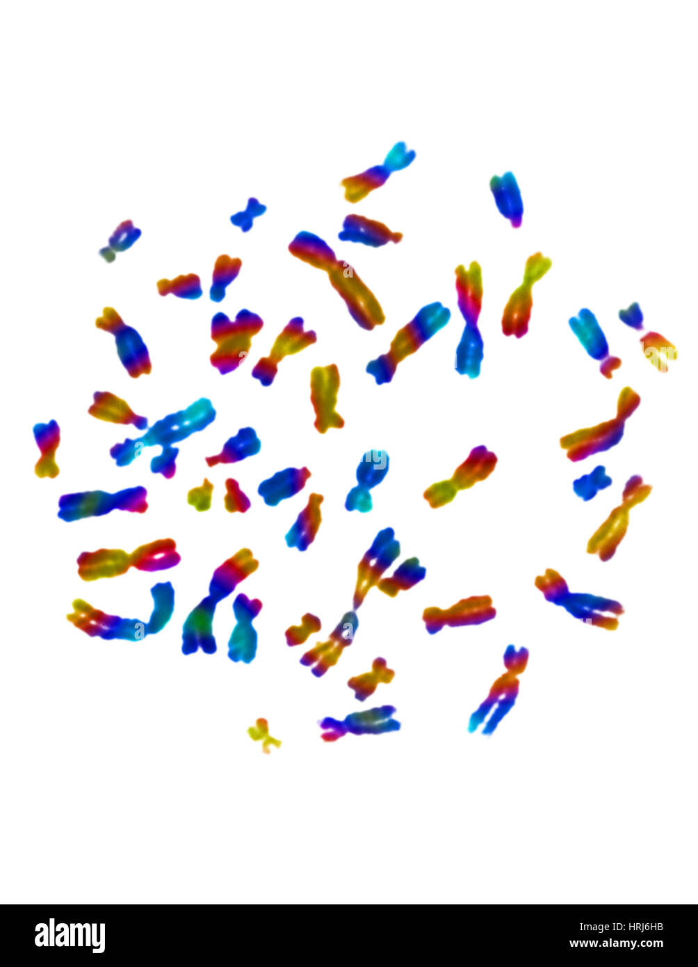 Normal female karyotype Stock Photo - Alamy