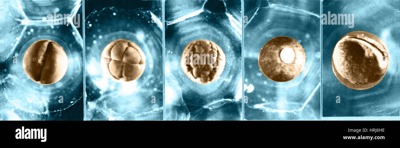 Late yolk plug hi-res stock photography and images - Alamy