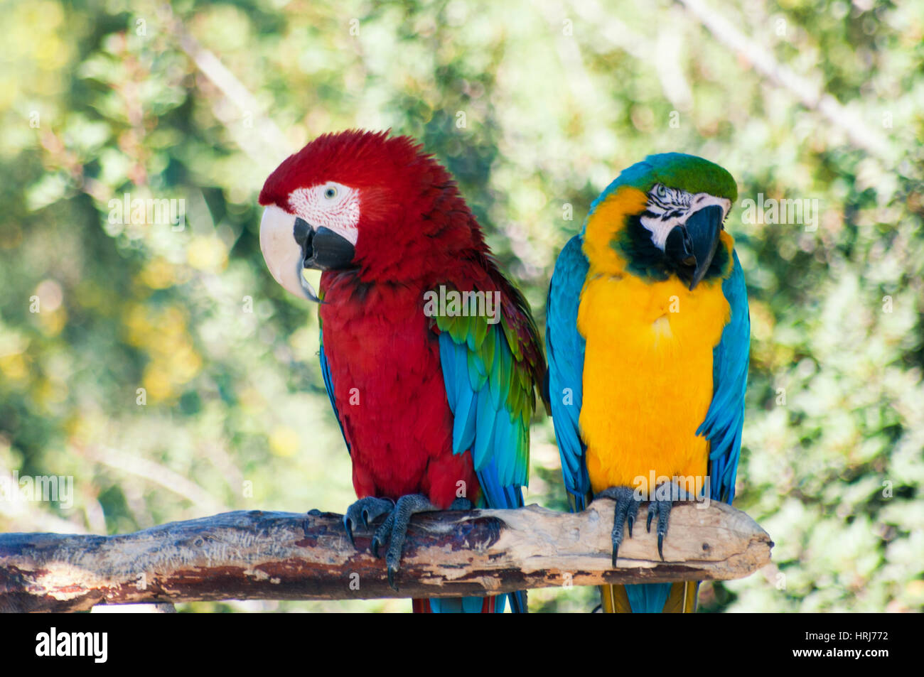 Parrot laugh hi-res stock photography and images - Alamy