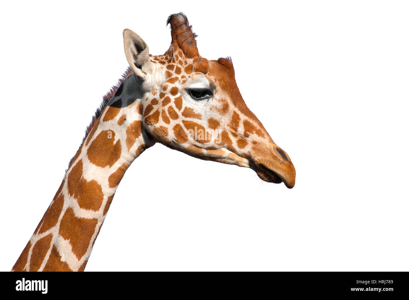 Giraffe head isolated Stock Photo - Alamy