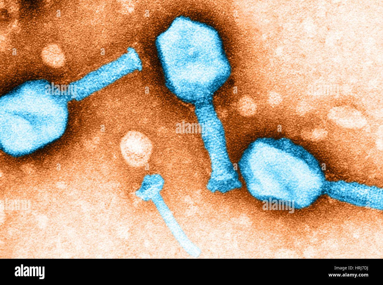 Coliphage t5 hi-res stock photography and images - Alamy