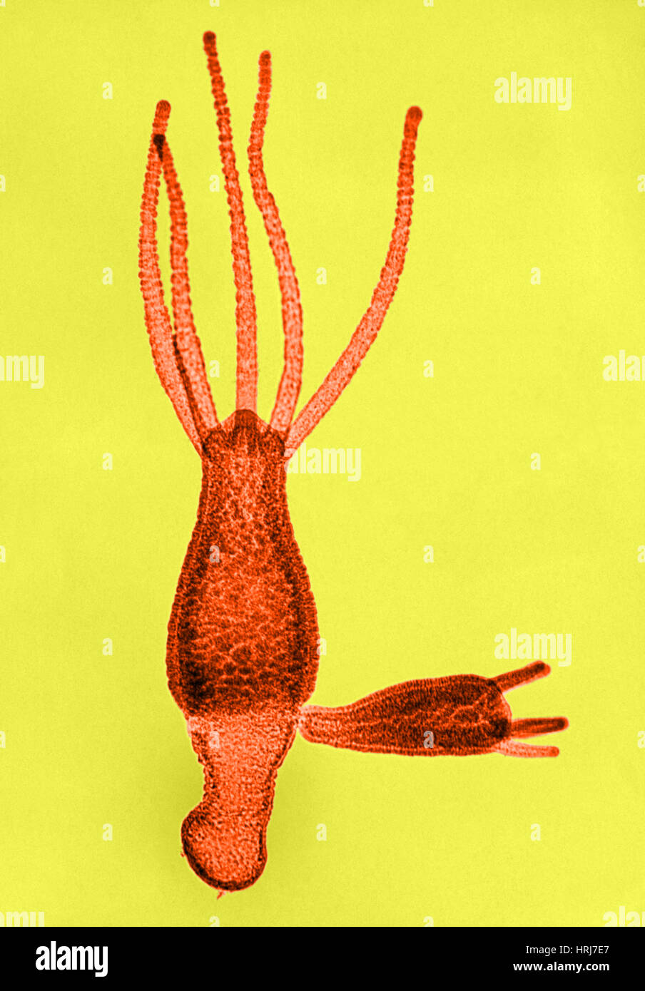 Budding hydra bud hi-res stock photography and images - Alamy