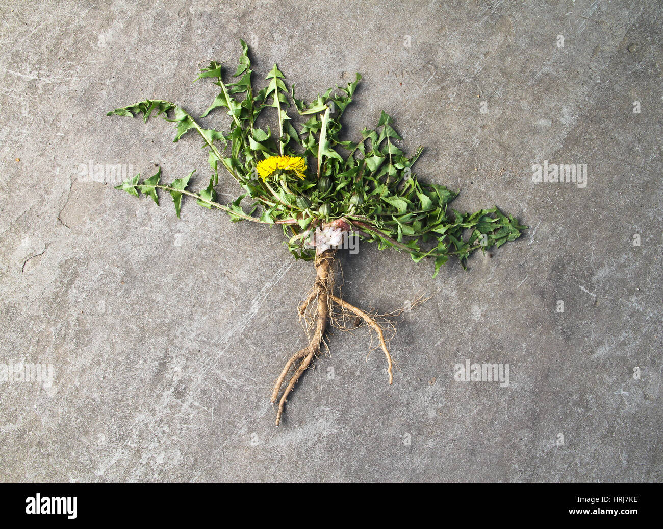Weed dandelion and root hi-res stock photography and images - Alamy