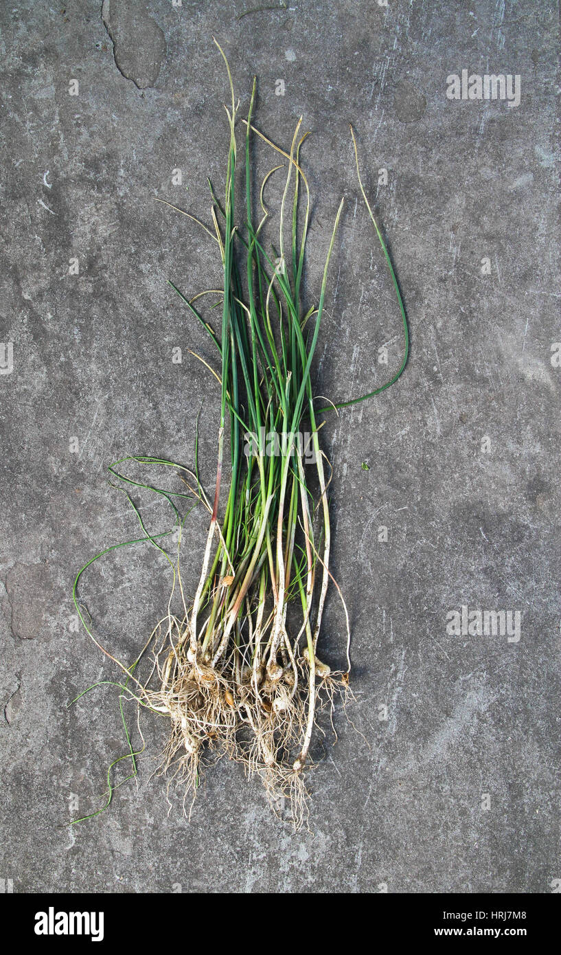 Onion weed bulbs hi-res stock photography and images - Alamy
