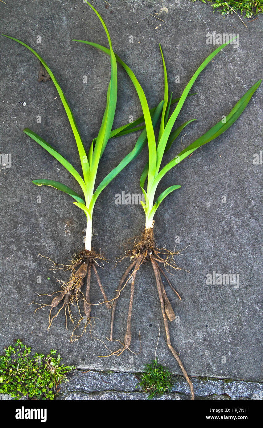 Flower plant stem roots hi-res stock photography and images - Alamy