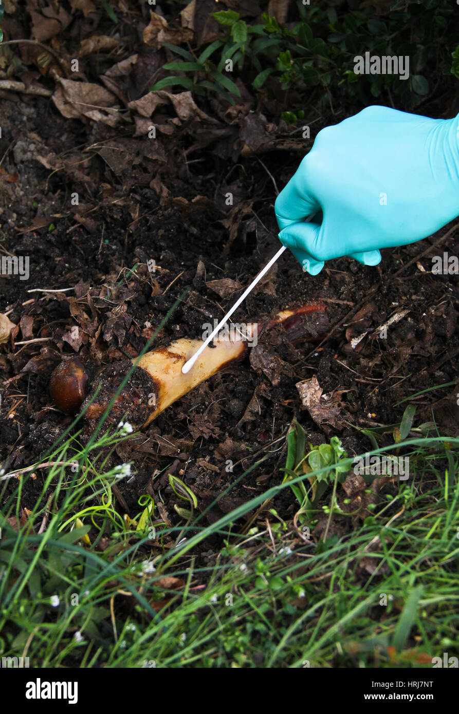 Forensic officer hi-res stock photography and images - Alamy