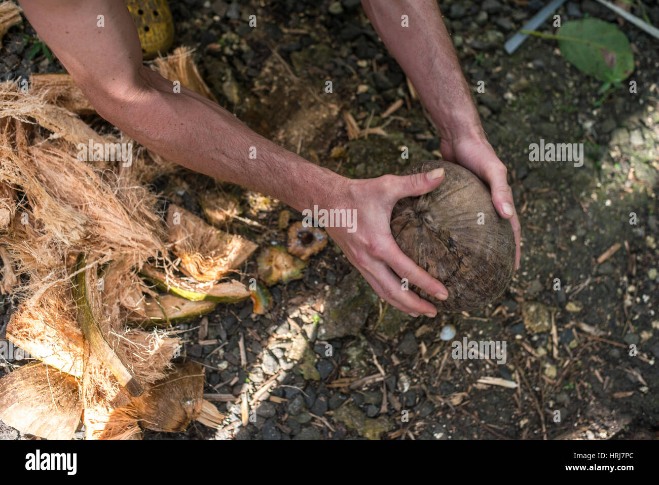 opening a coconut Stock Photo - Alamy