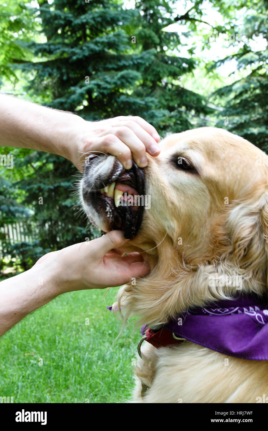 Dog Dental Check Stock Photo - Alamy