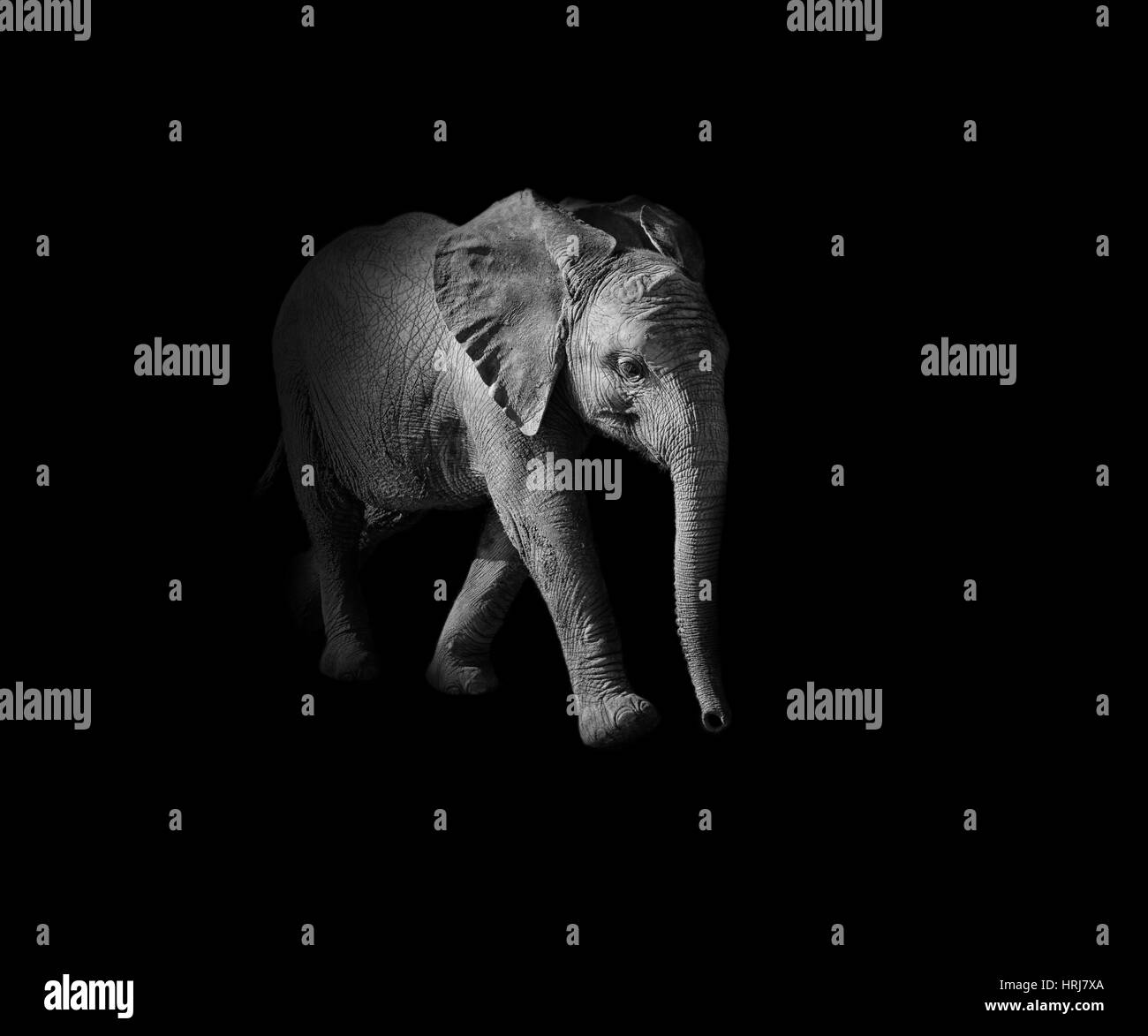 Elephant shadows Black and White Stock Photos & Images - Alamy