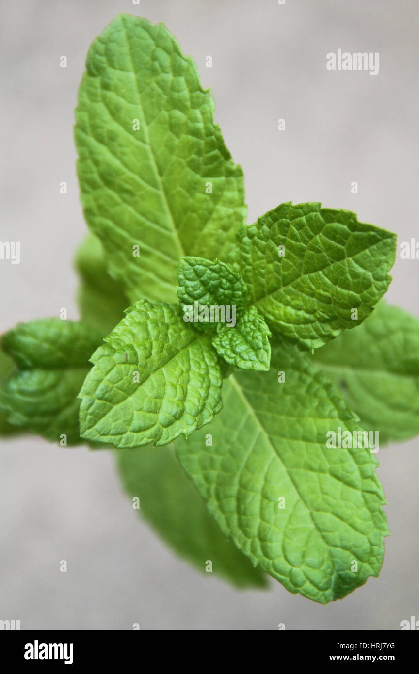 Botanical mint hi-res stock photography and images - Alamy