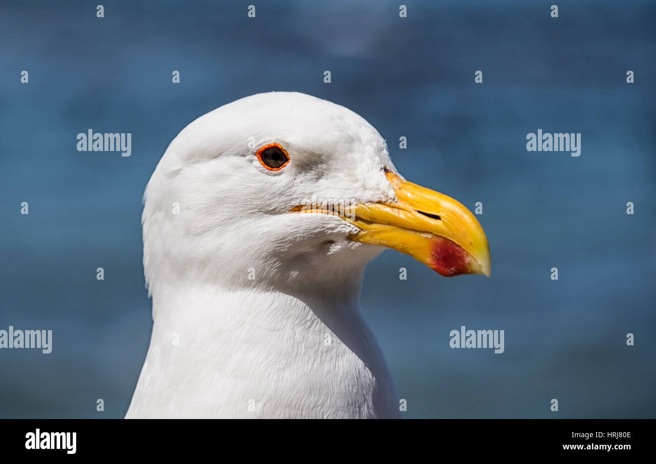 Portrait kelp gull larus hi-res stock photography and images - Alamy