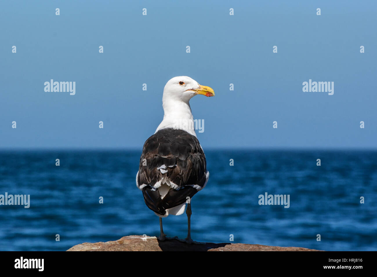 A closeup portrait of a Cape Gull in Southern Africa Stock Photo - Alamy