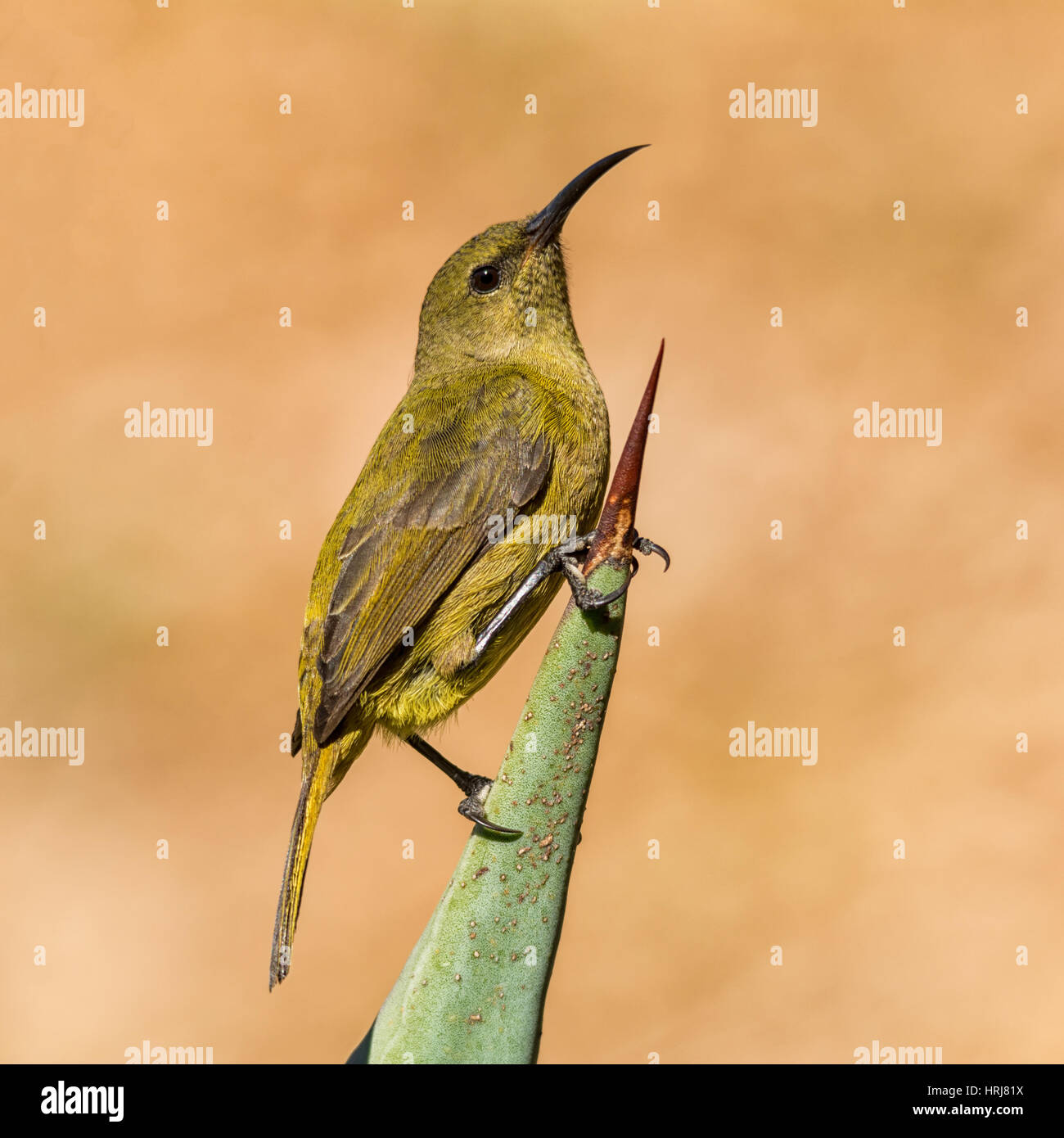 A female Sunbird in Southern Africa Stock Photo - Alamy