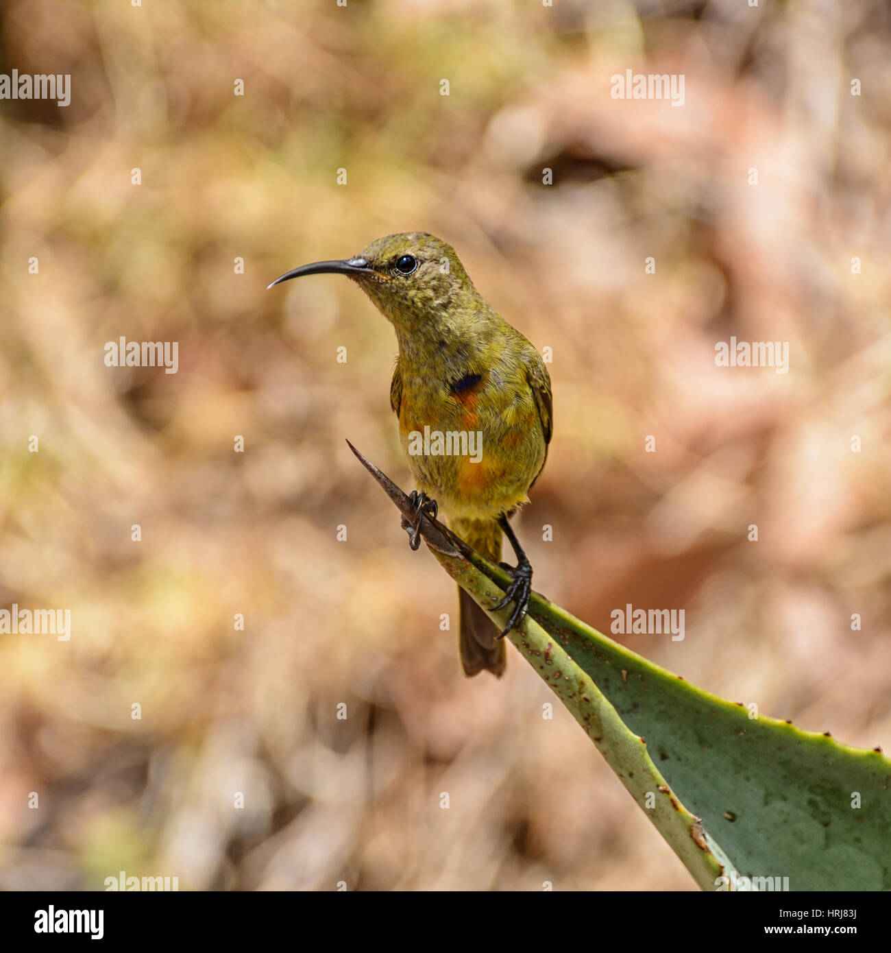 A juvenile Orange-breasted Sunbird perched on an Aloe plant in Southern ...