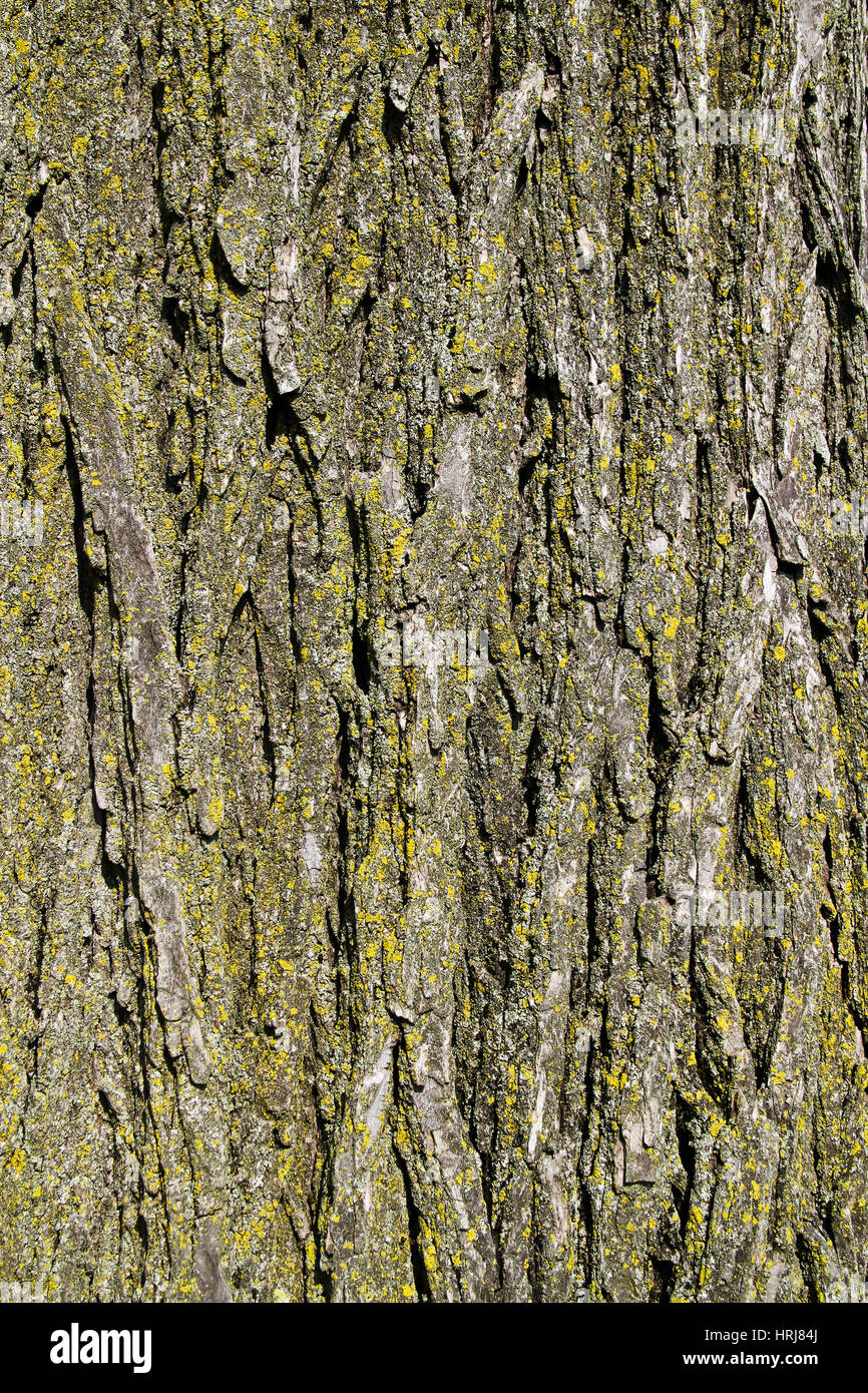 Mature elm tree hi-res stock photography and images - Alamy