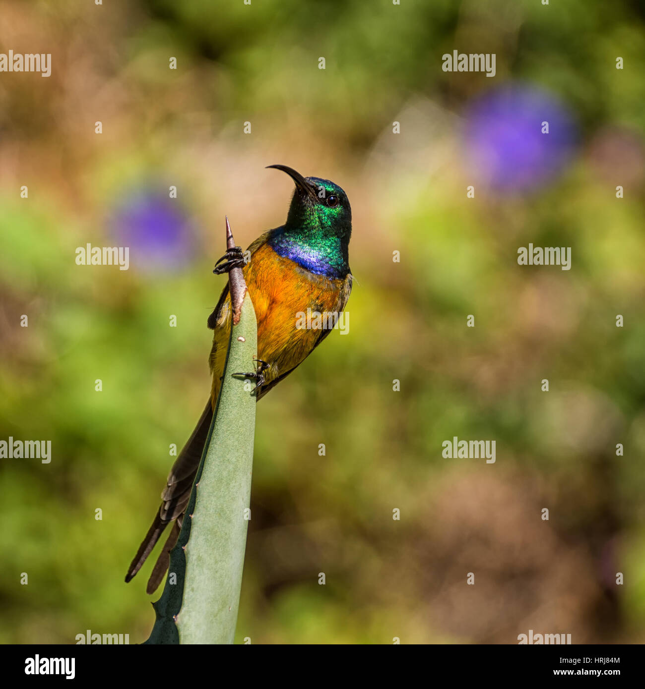 Male orange breasted sunbird hi-res stock photography and images - Alamy