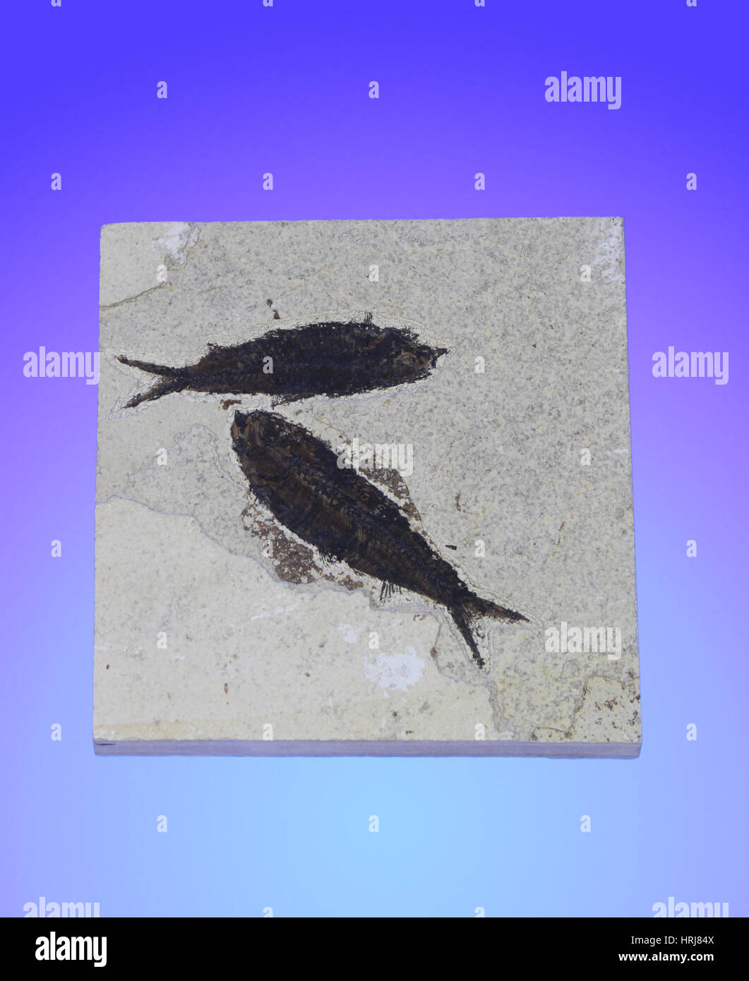 Fossil fossil fish hi-res stock photography and images - Alamy