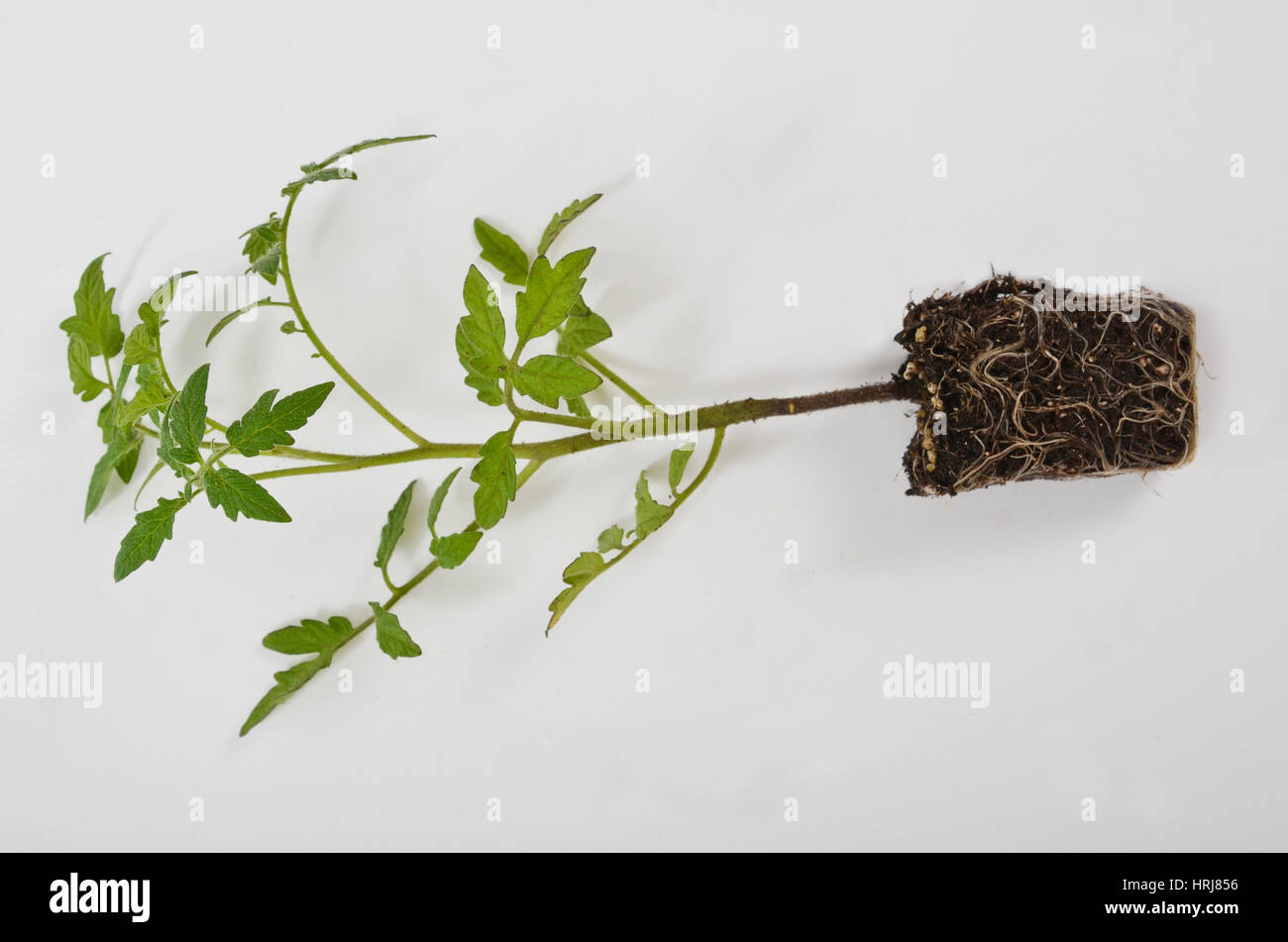 Tomato root system hi-res stock photography and images - Alamy