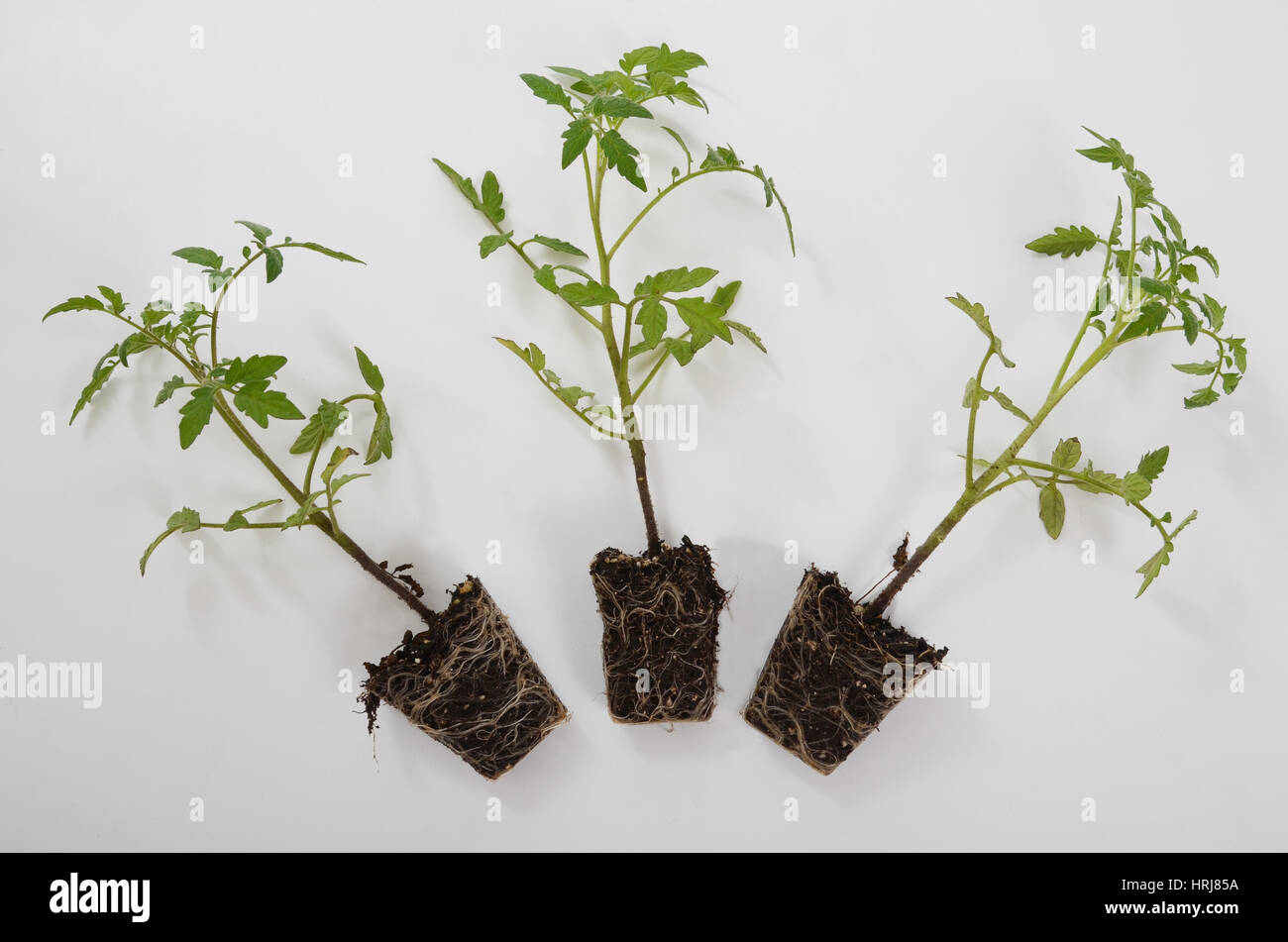 Tomato root system hi-res stock photography and images - Alamy