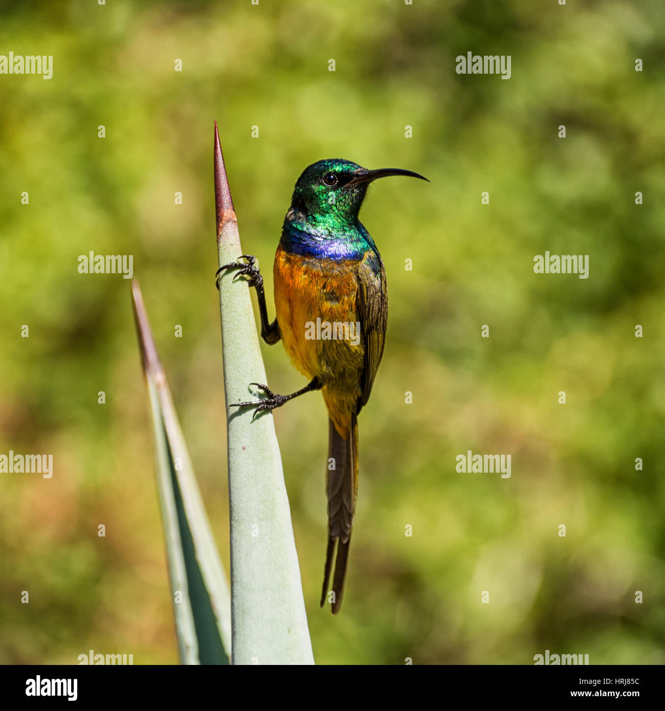 Male orange breasted sunbird hi-res stock photography and images - Alamy