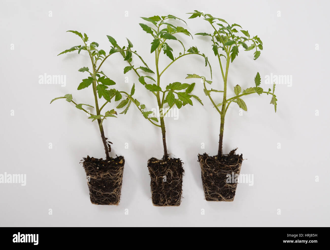 Tomato root system hi-res stock photography and images - Alamy