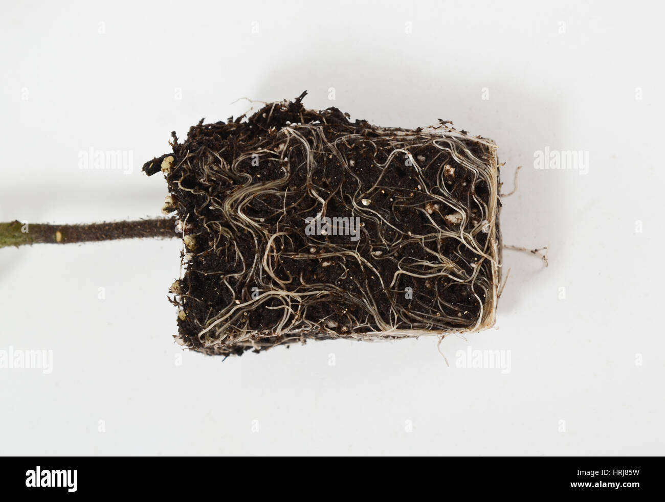 Tomato Plant Root System Stock Photo - Alamy