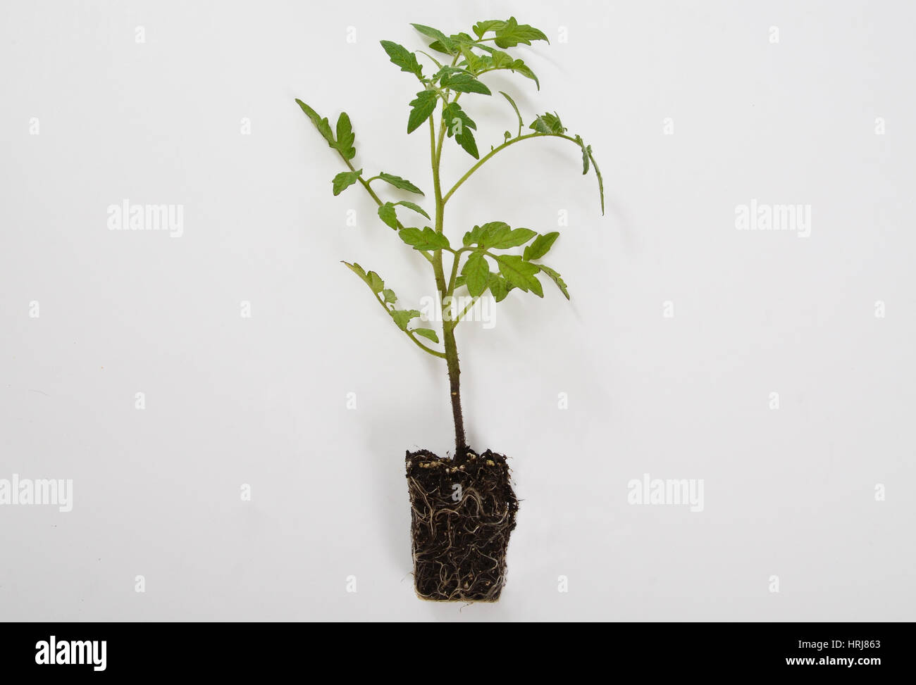 Tomato root system hi-res stock photography and images - Alamy