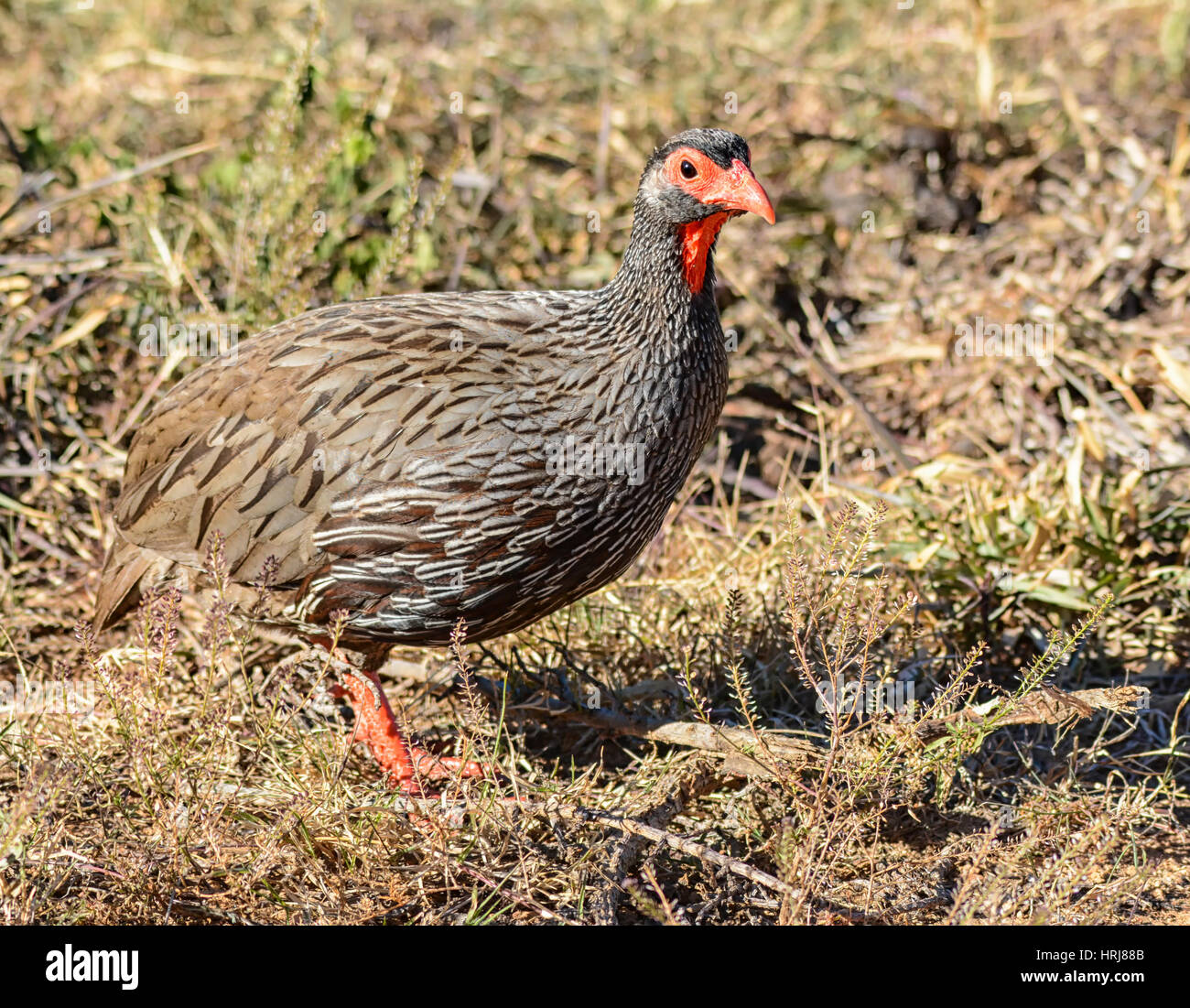 South african birds with red legs hi-res stock photography and images ...