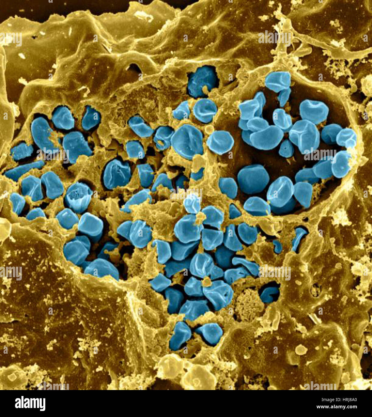 Macrophage bacteria hi-res stock photography and images - Alamy