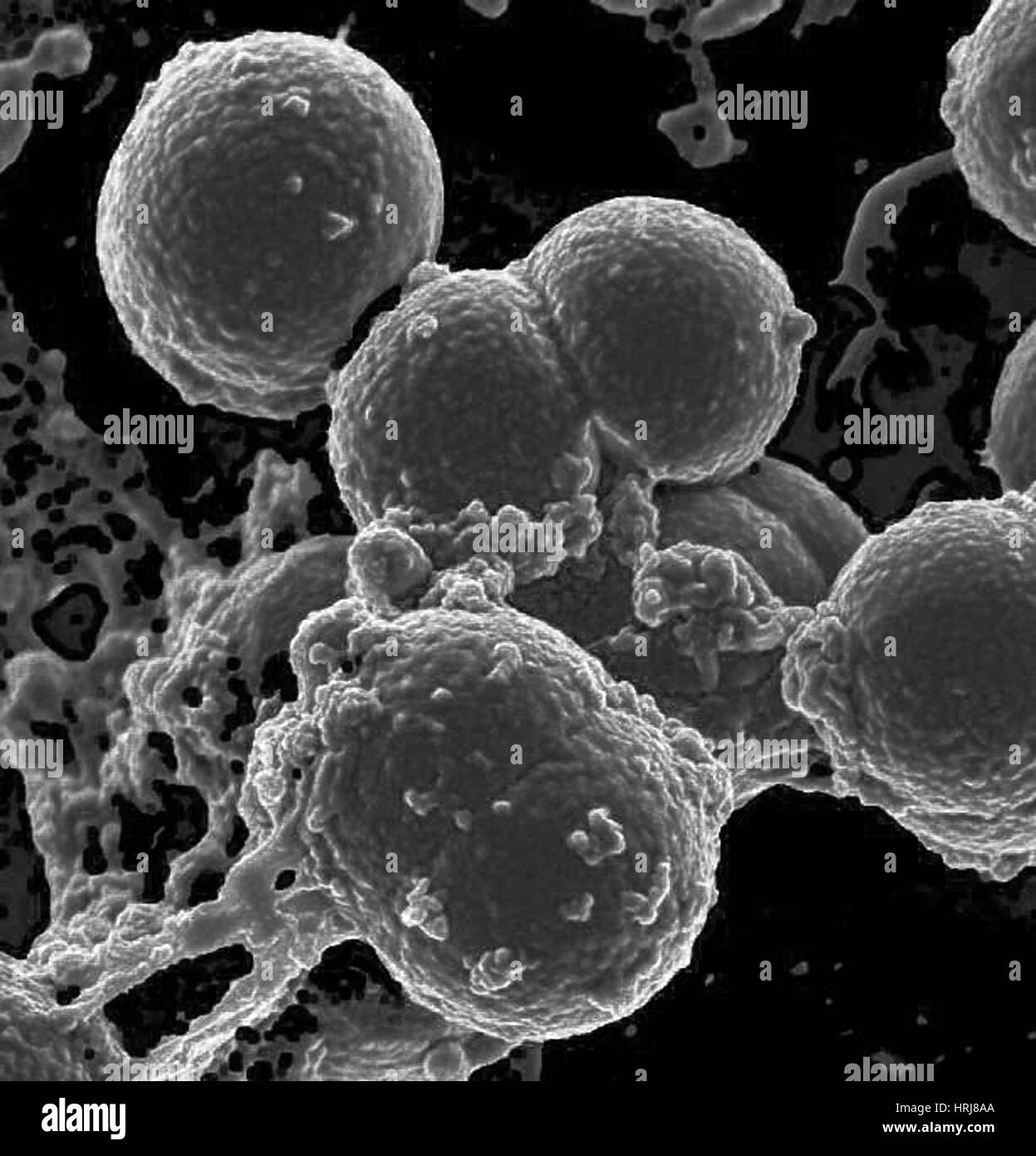 Neutrophil Micrograph High Resolution Stock Photography and Images - Alamy