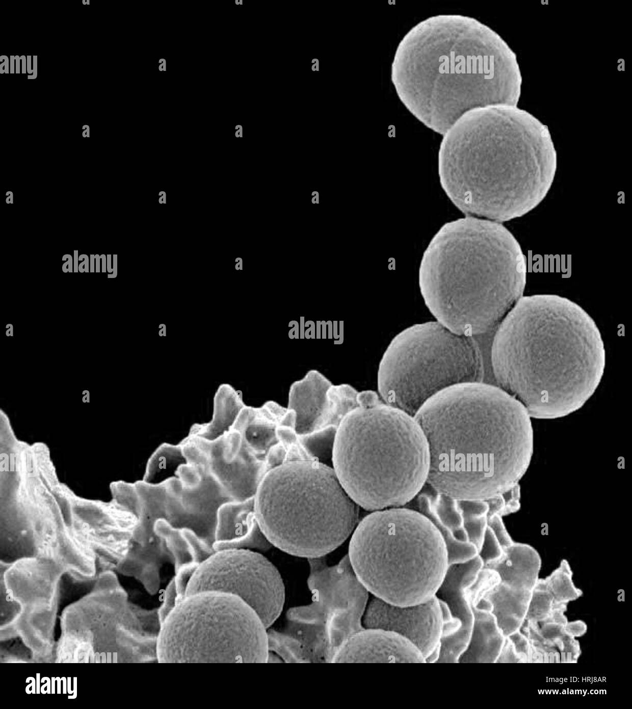 Methicillin-resistant Staphylococcus aureus Bacteria, SEM Stock Photo ...