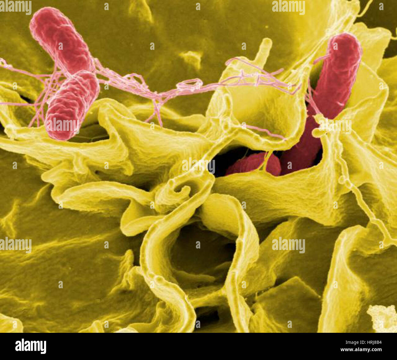 Salmonella Bacteria, SEM Stock Photo - Alamy