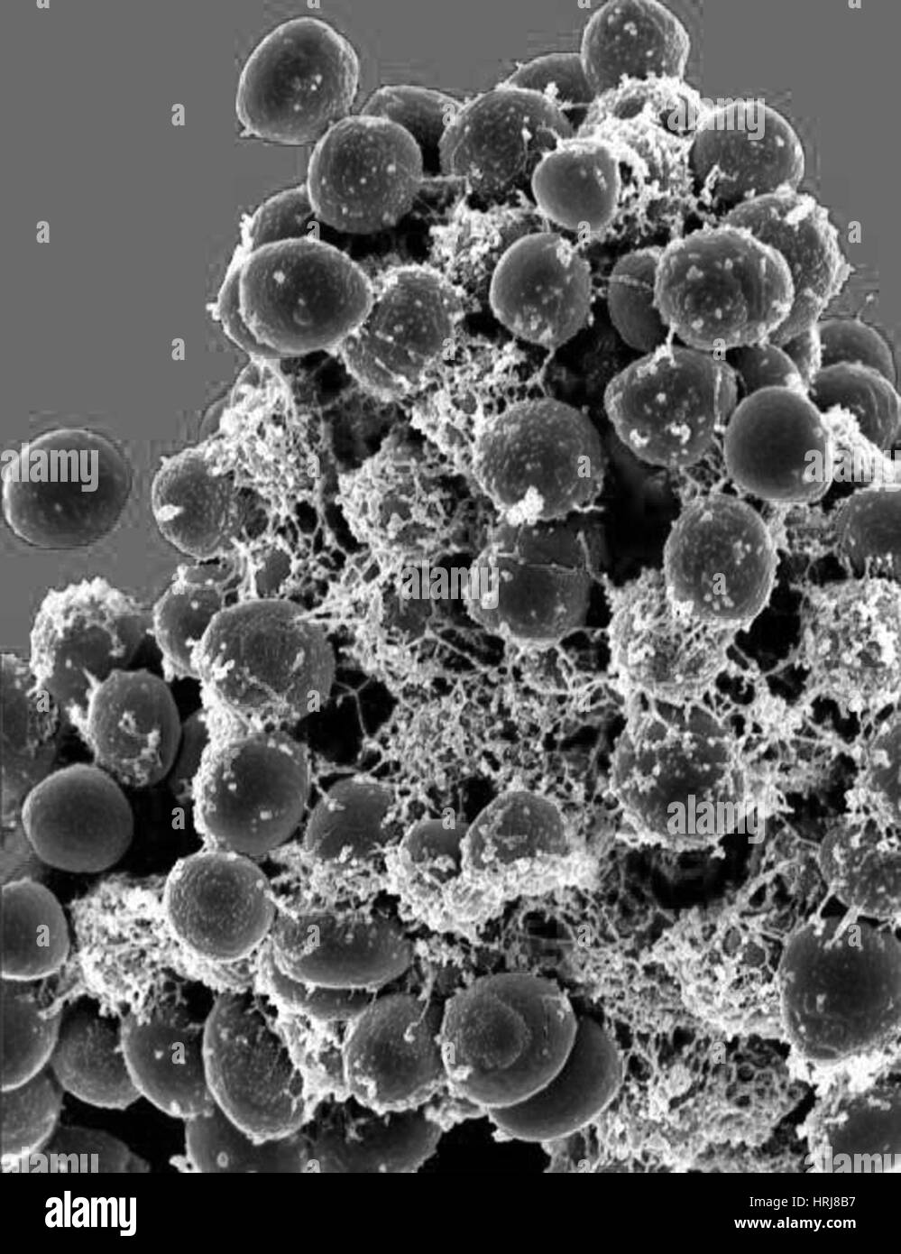 Staphylococcus epidermidis Bacteria, SEM Stock Photo - Alamy