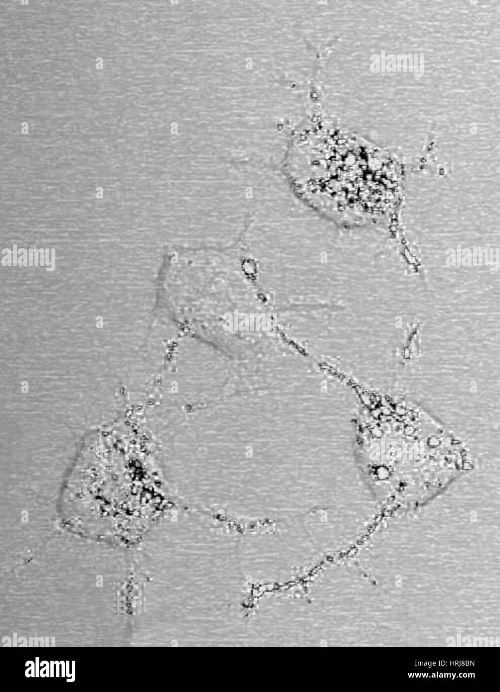 Infectious Prion Protein Stock Photo - Alamy