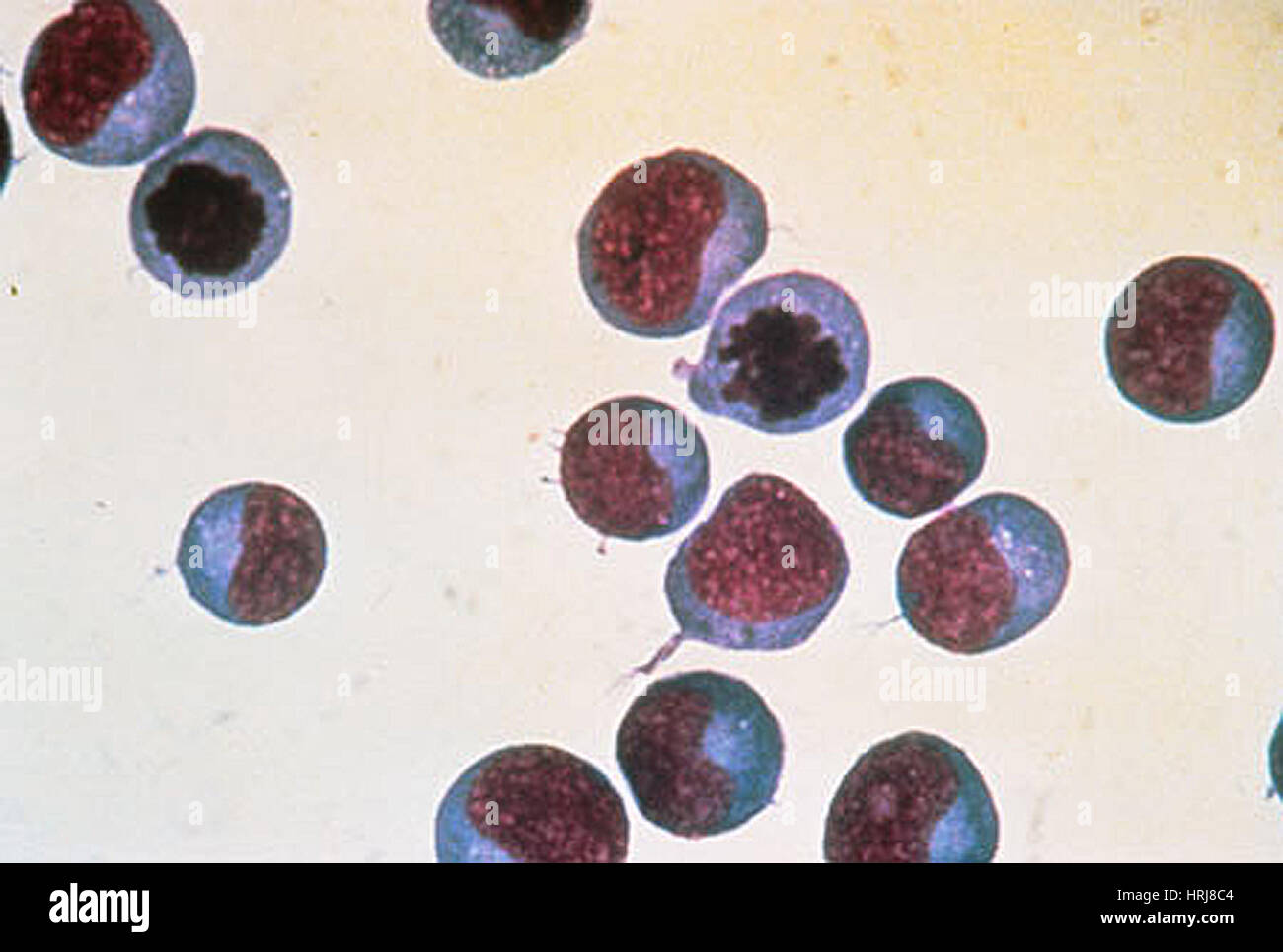 Normal T Cells, LM Stock Photo - Alamy
