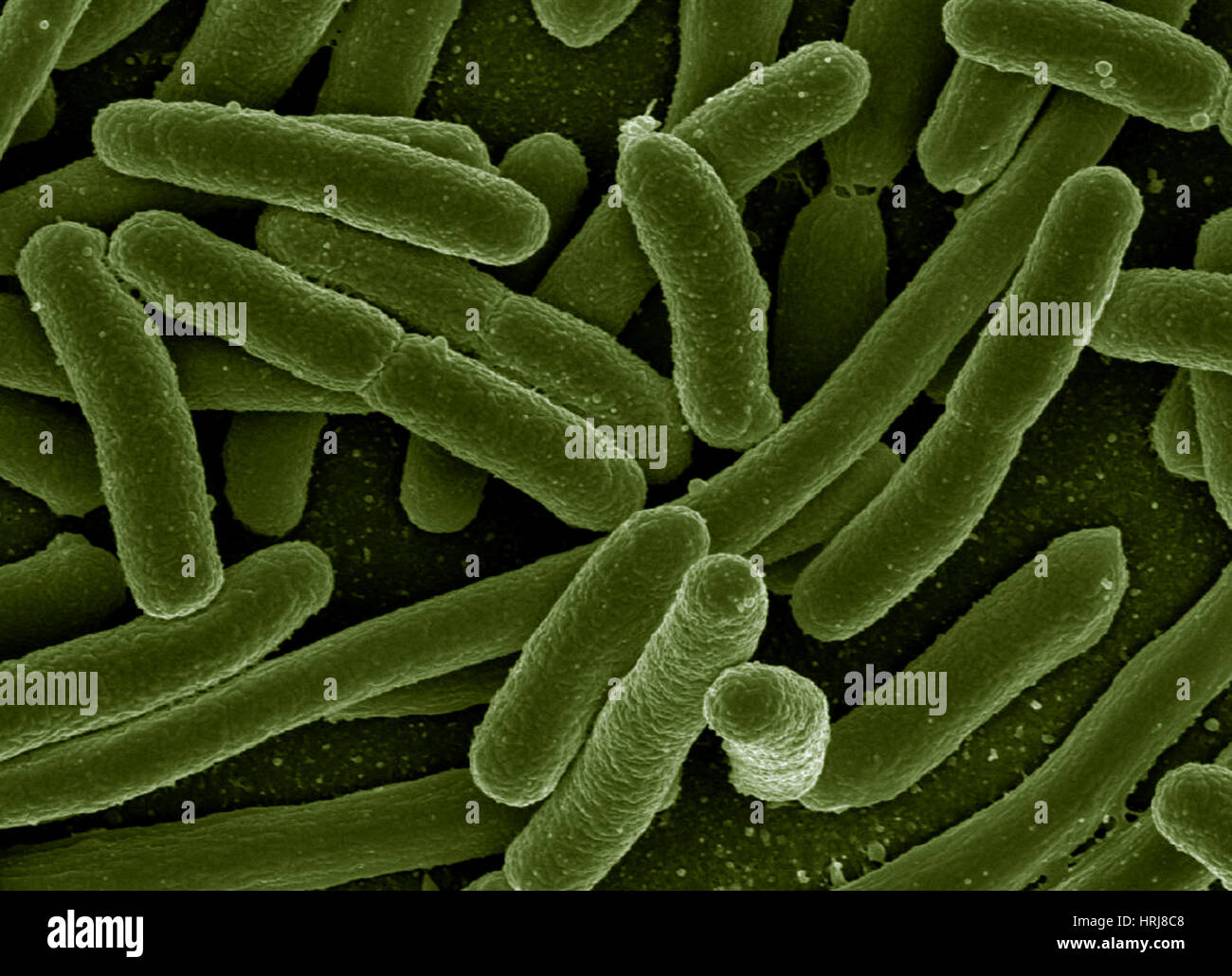 Escherichia coli Bacteria, SEM Stock Photo - Alamy