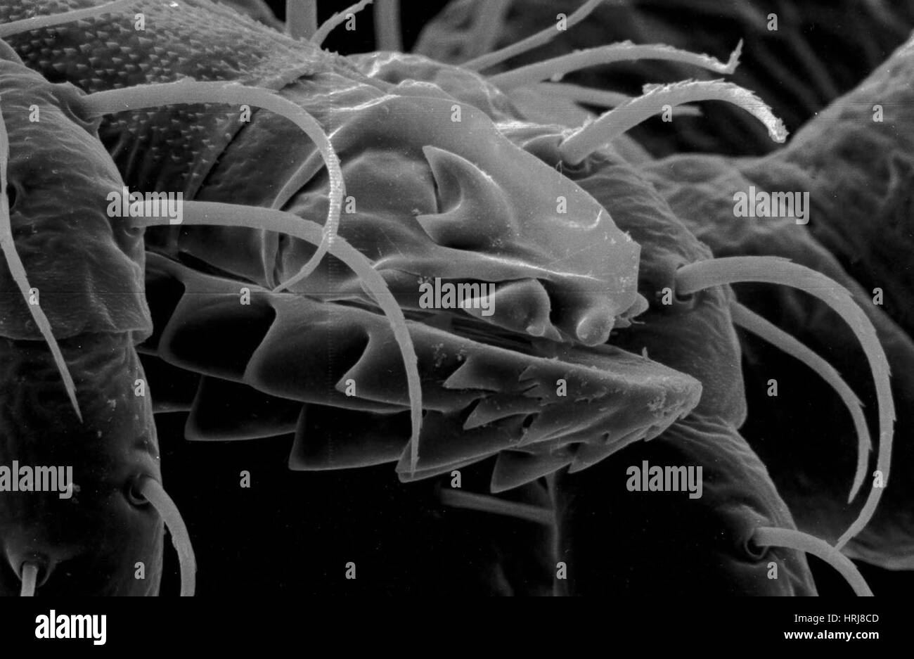 Mouth Parts of Argas monolakensis Tick, SEM Stock Photo - Alamy