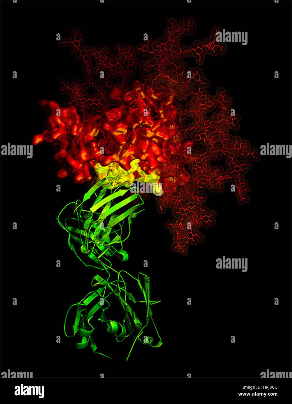 Antibody structure hi-res stock photography and images - Alamy