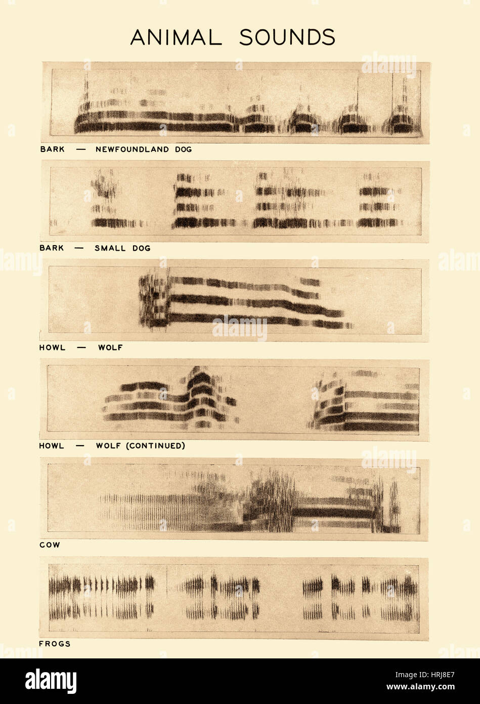 Frog sounds hi-res stock photography and images - Alamy