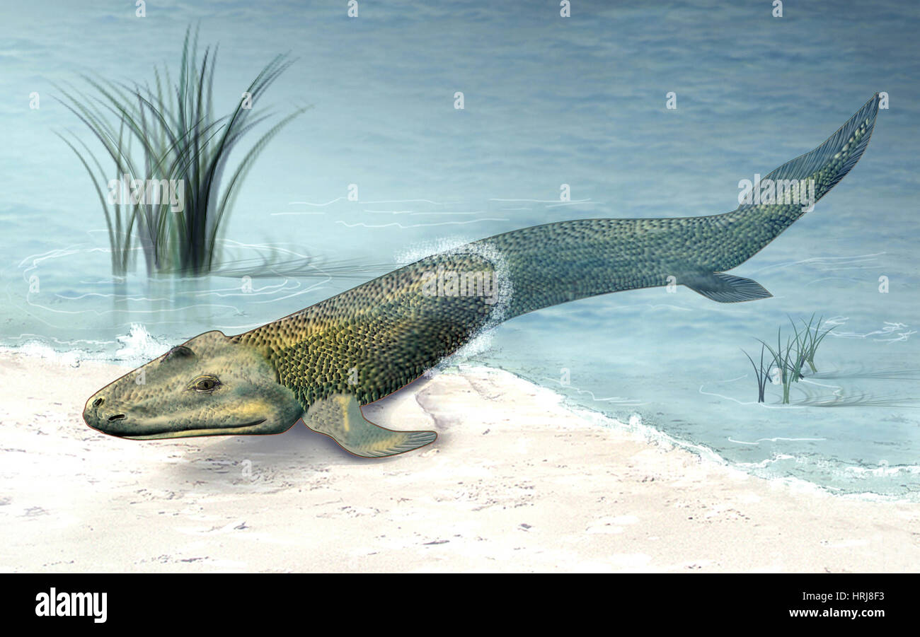 Tiktaalik roseae hi-res stock photography and images - Alamy